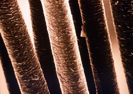 El asombroso pelo de los mamiferos | Naturaleza asombrosa, maravillas ...