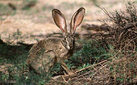 Los increíbles Conejos y liebres | Naturaleza asombrosa, maravillas ...
