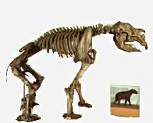 El asombroso Diprotodon | Naturaleza asombrosa, maravillas naturales