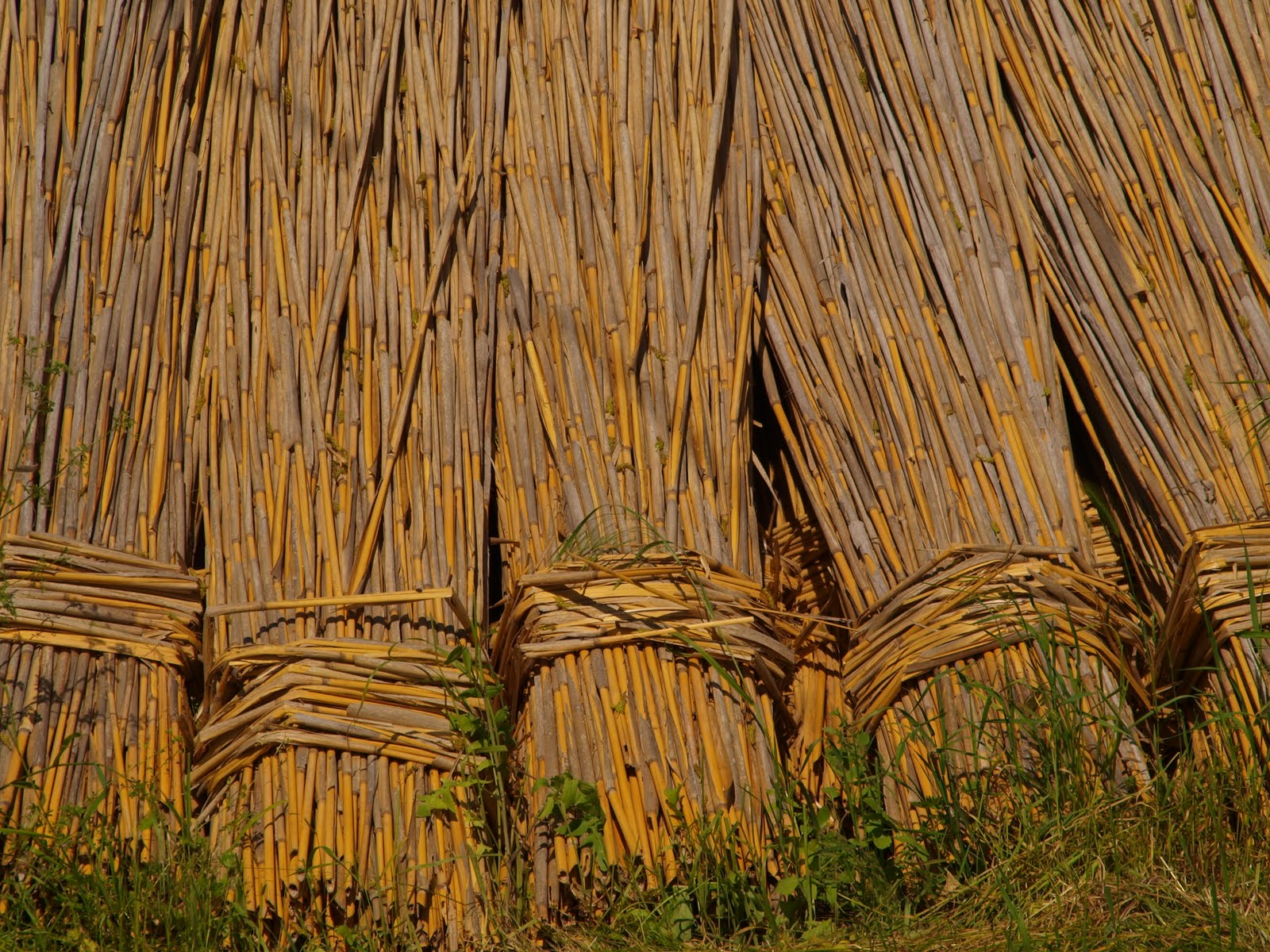 Eva Cristina Androniu: Delta Dunarii in imagini (3)