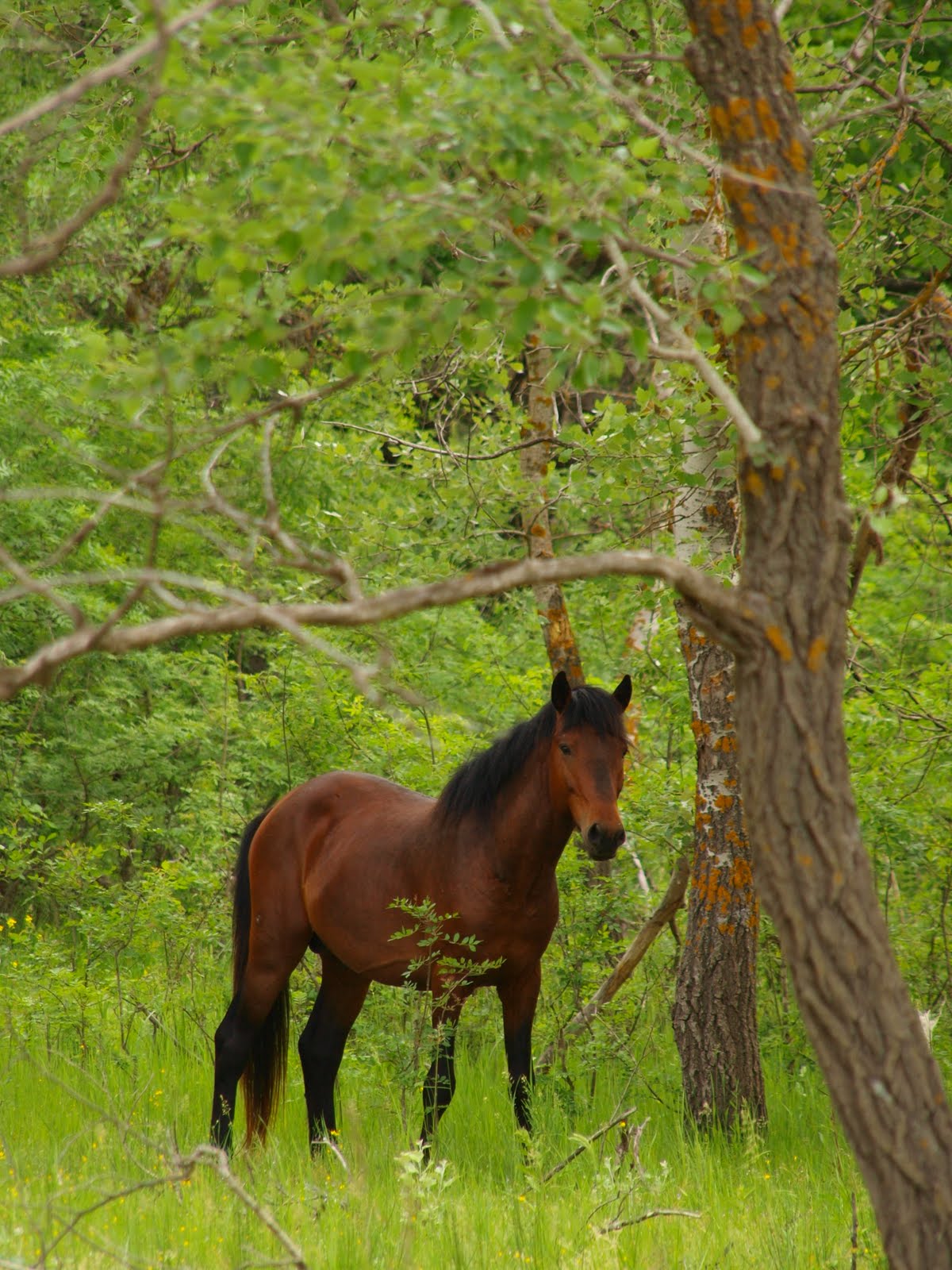 Eva Cristina Androniu: Caii salbatici de la Letea