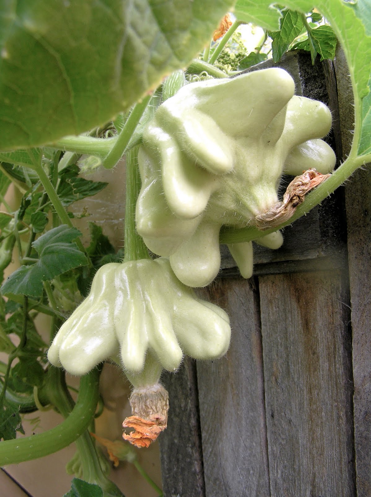1000+ images about Sayur-sayuran on Pinterest | Capsicum chinense ...