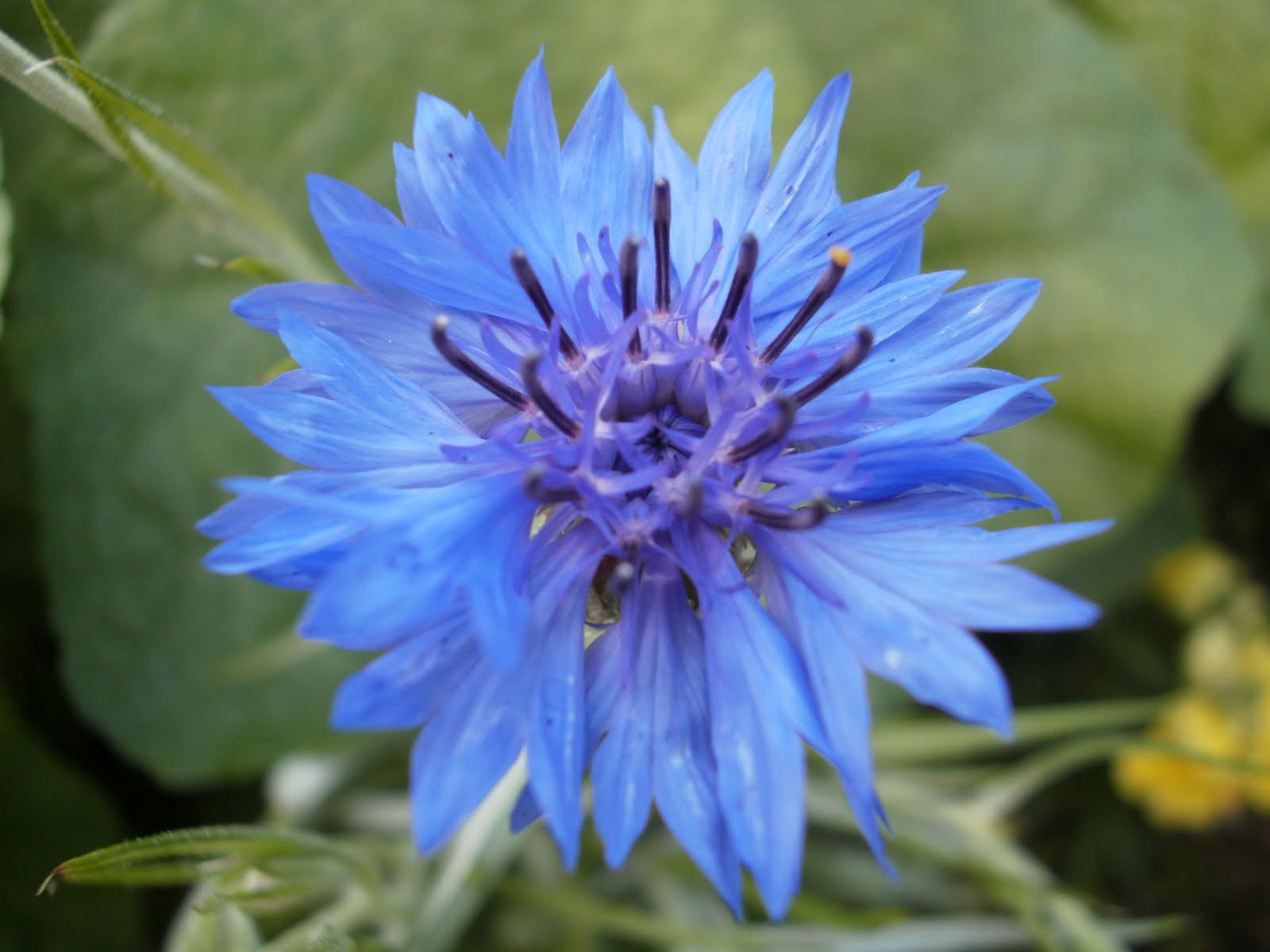 Lees Little Garden: Blue & Purple Bachelor Button (Cornflower)