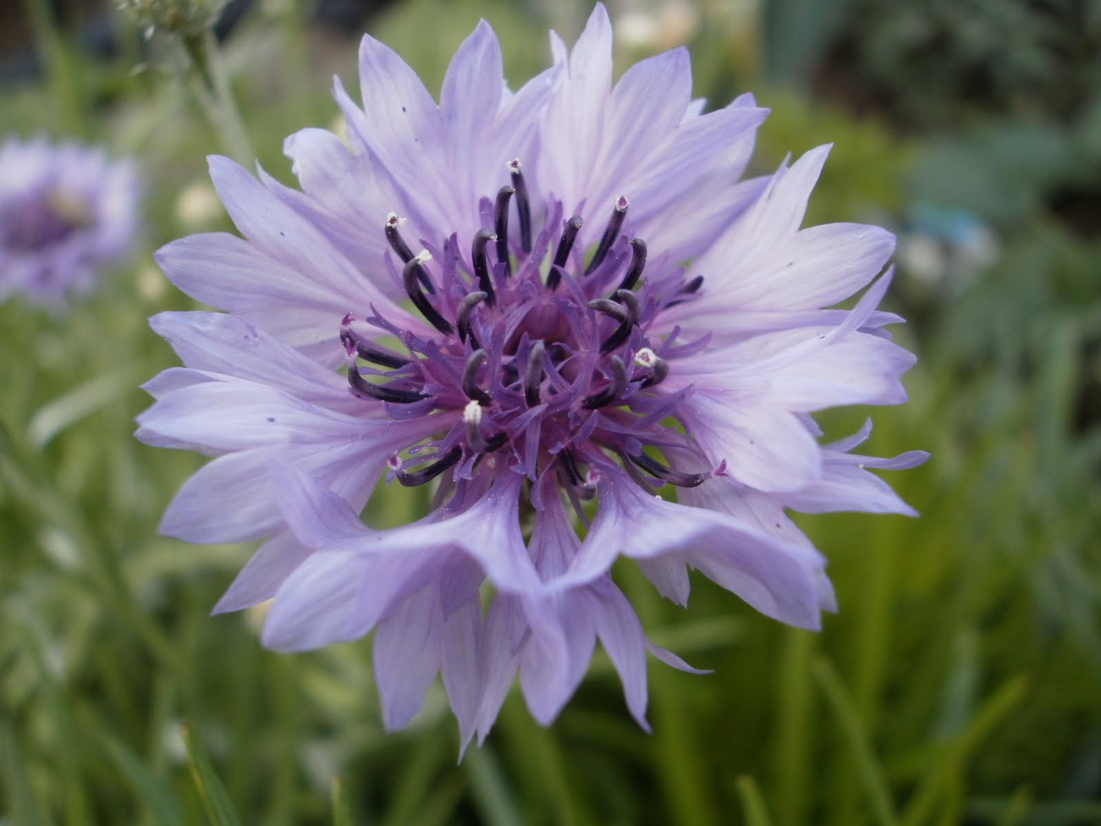 Lees Little Garden: Blue & Purple Bachelor Button (Cornflower)