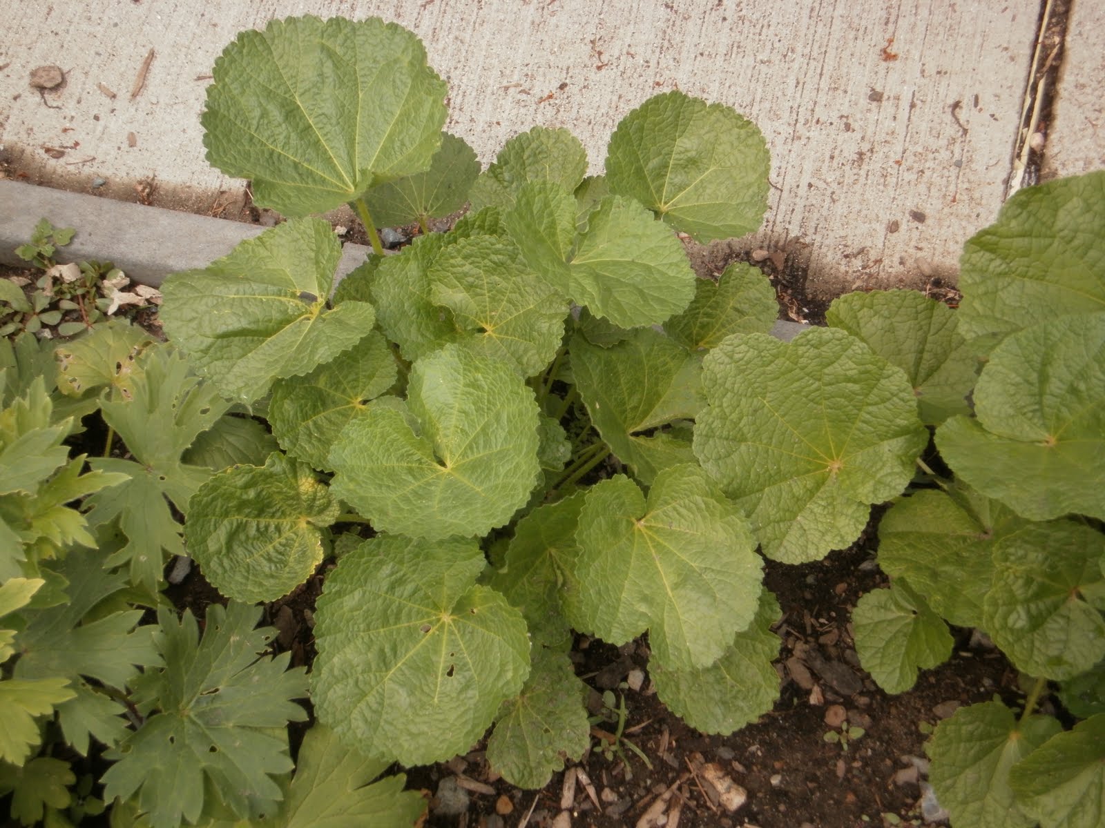 Lees Little Garden: Hollyhock