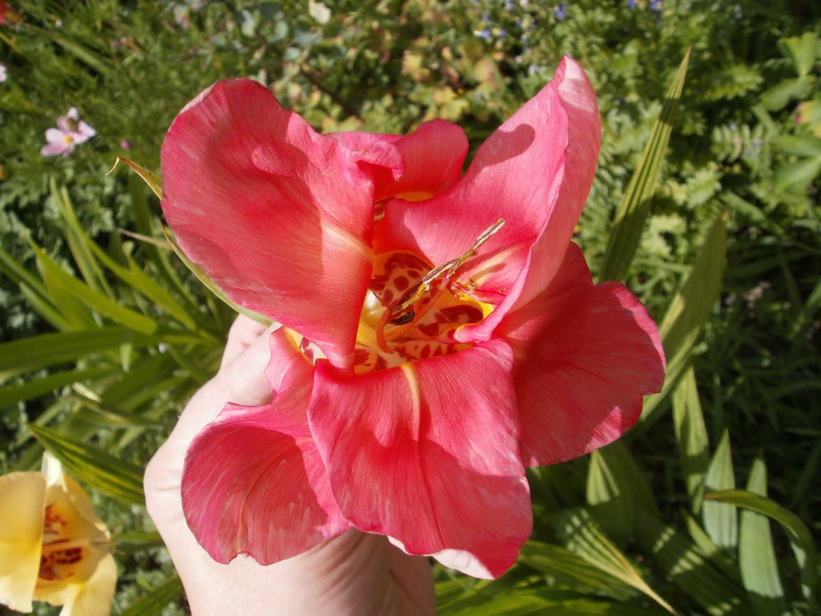 Lees Little Garden: Tigridia flowers