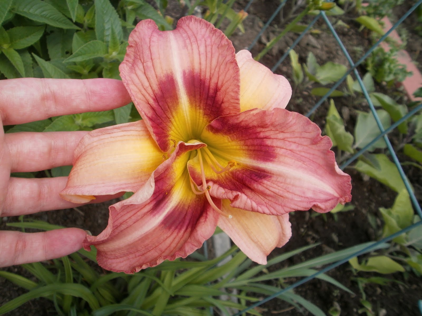 Lees Little Garden: Parts of a Daylily