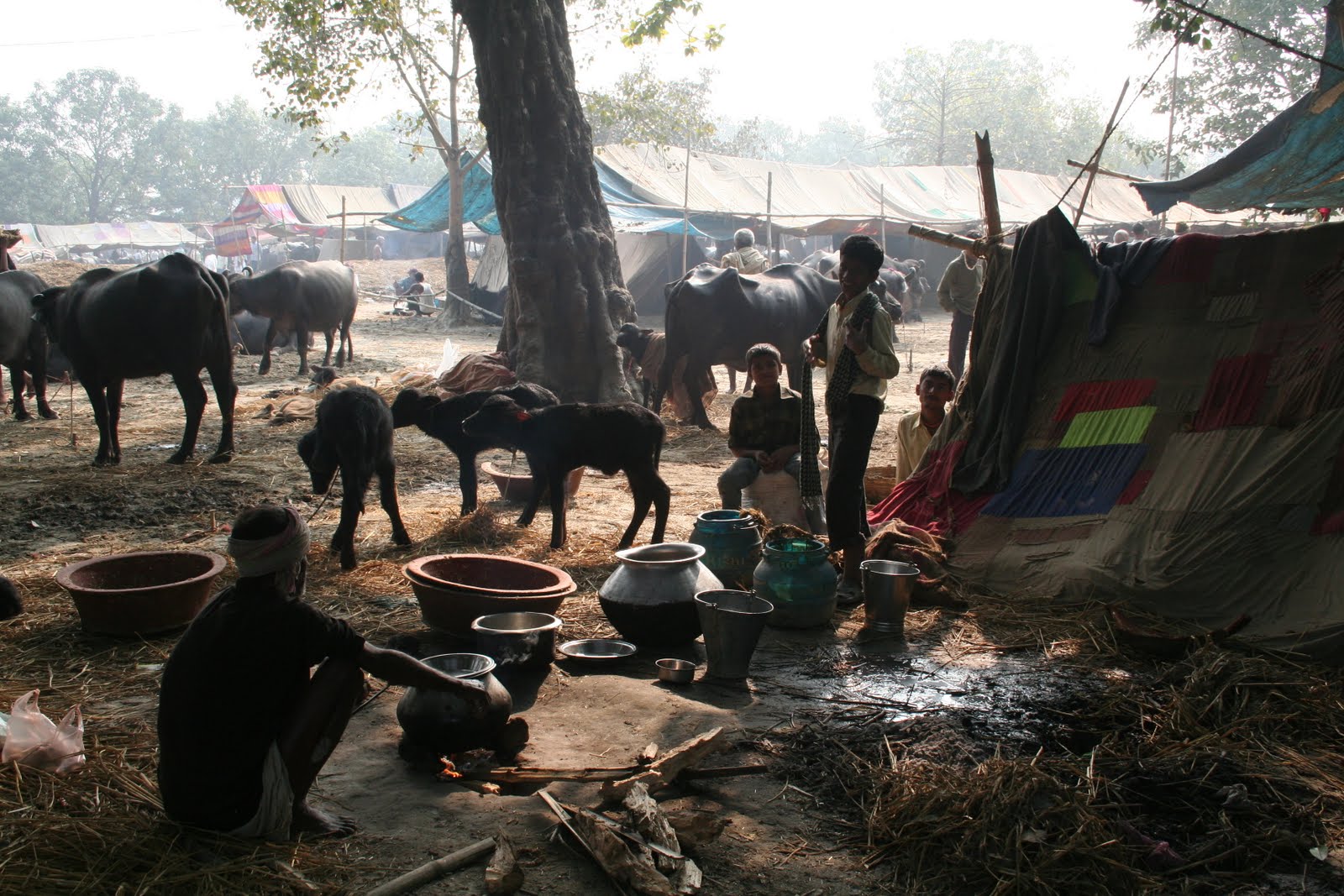 SONEPUR MELA; The largest animal Fair of ASIA: Cattle section