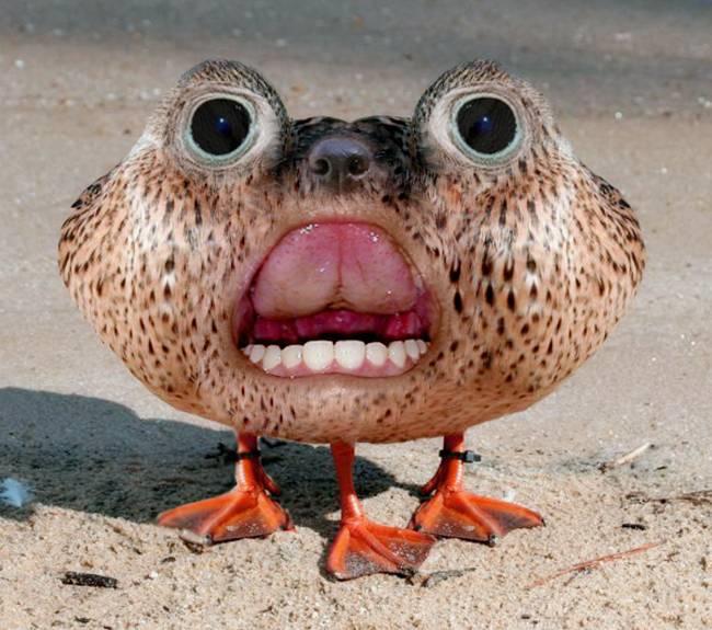 Disturbing Photo Manipulations ~ Just for Enjoyment