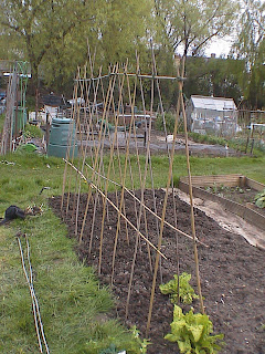 Scattered Gardener: Bean frame brings out my inner girl guide