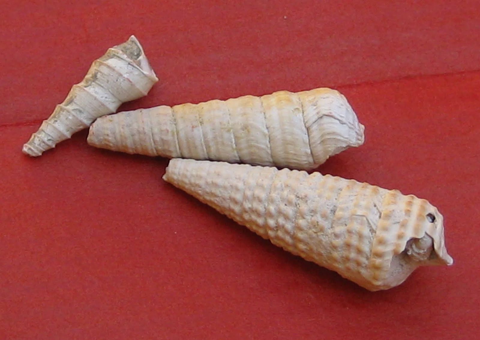 Museo de Logrosán: Fósiles: Turritella