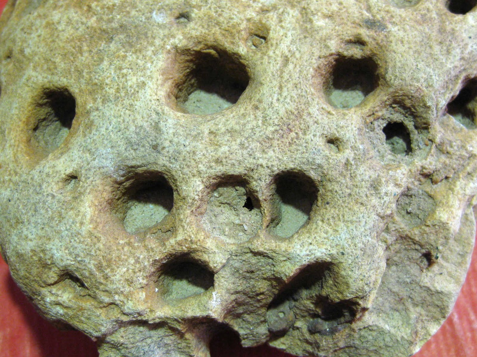 Museo de Logrosán: Fósiles: Skolithos