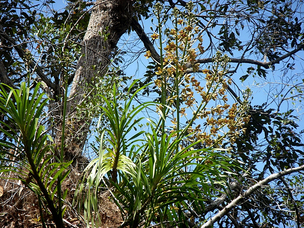 Lestarikan Keindahan Bunga Anggrek di Hutan Kalimantan - PLH Indonesia