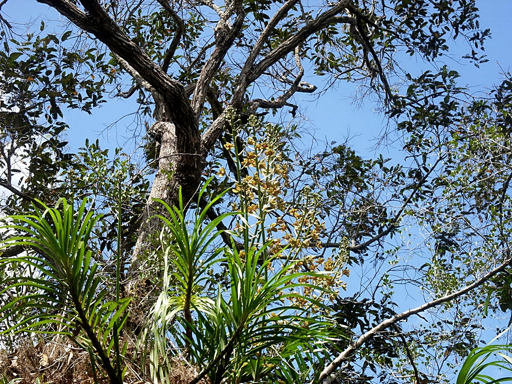 Nina`s Blog: Keindahan Anggrek hutan Kalimantan