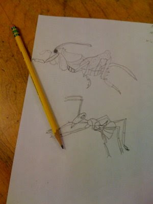 Oodles of Art: Bug Drawings, 4th Grade
