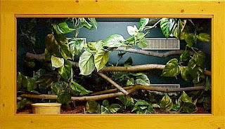 REPTILE LOVER: CAGE SET UP FOR GREEN TREE PYTHON