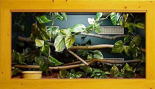 REPTILE LOVER: CAGE SET UP FOR GREEN TREE PYTHON