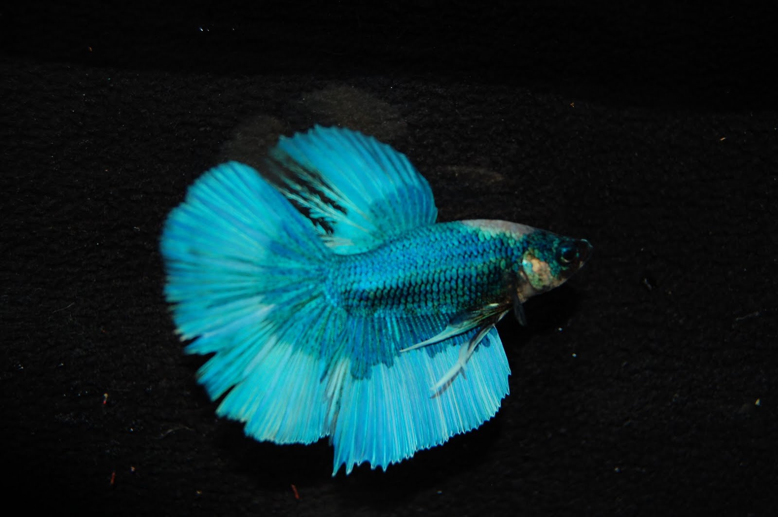 PIER AQUATICS NEW ARRIVALS: Show Betta