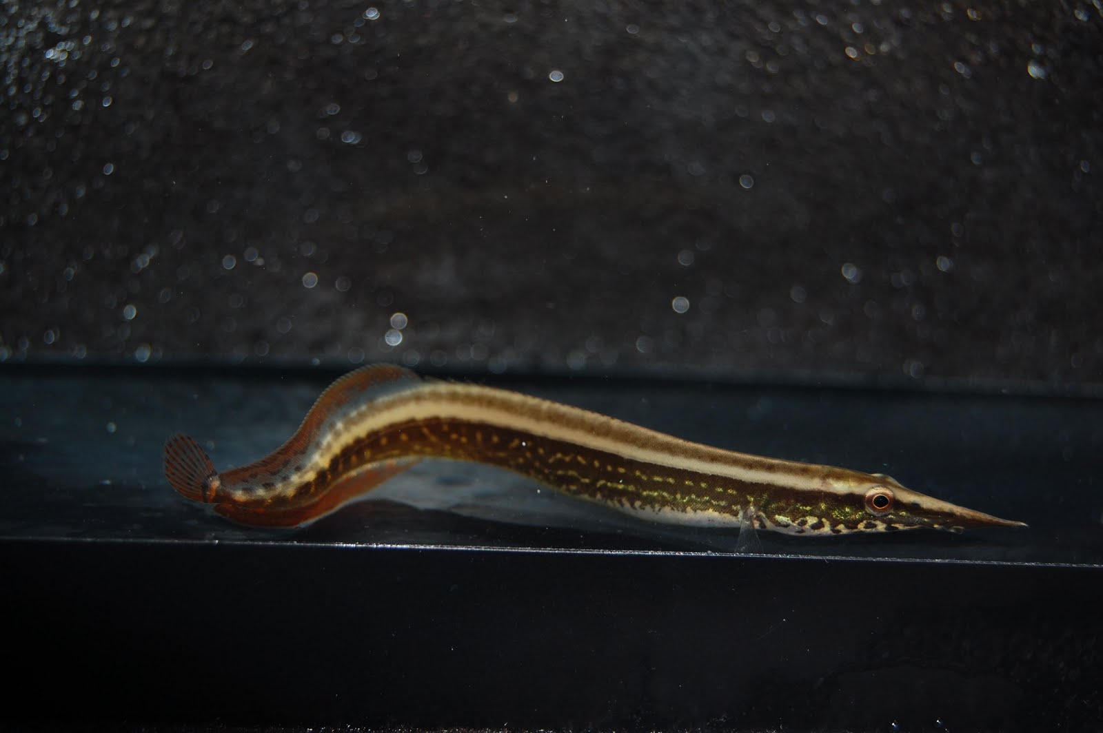 PIER AQUATICS NEW ARRIVALS: July 2010