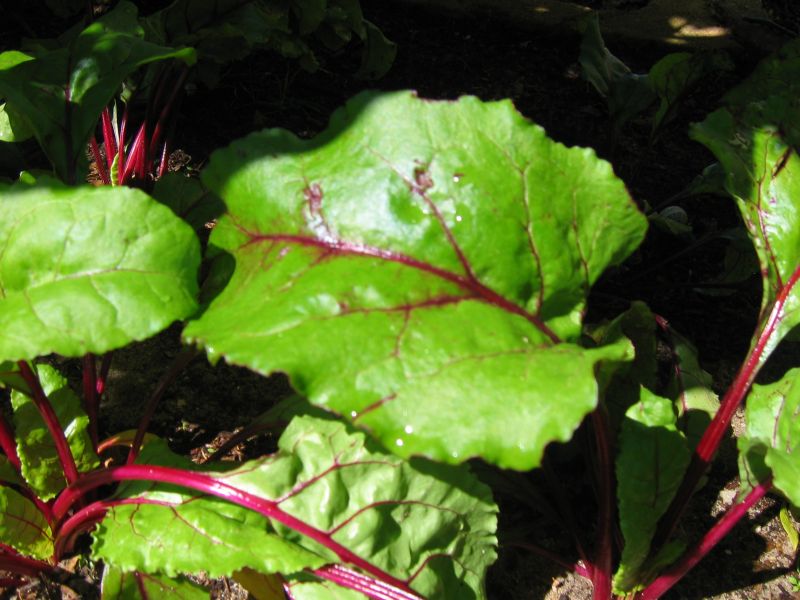 Eco Footprint ~ South Africa: Beetroot