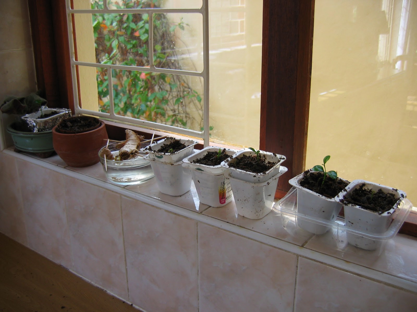 Eco Footprint ~ South Africa: Growing lemon trees from pips and recycling