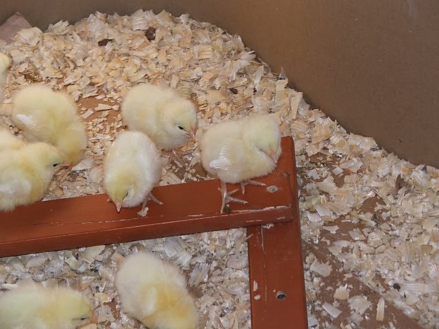 My Chickens: Baby Chicks