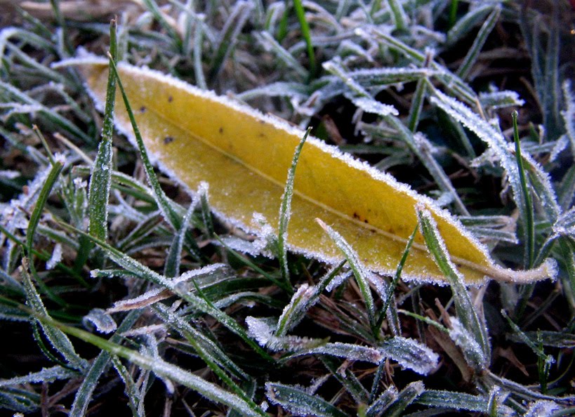 BLANCO, NEGRO... Y COLOR: Escarcha
