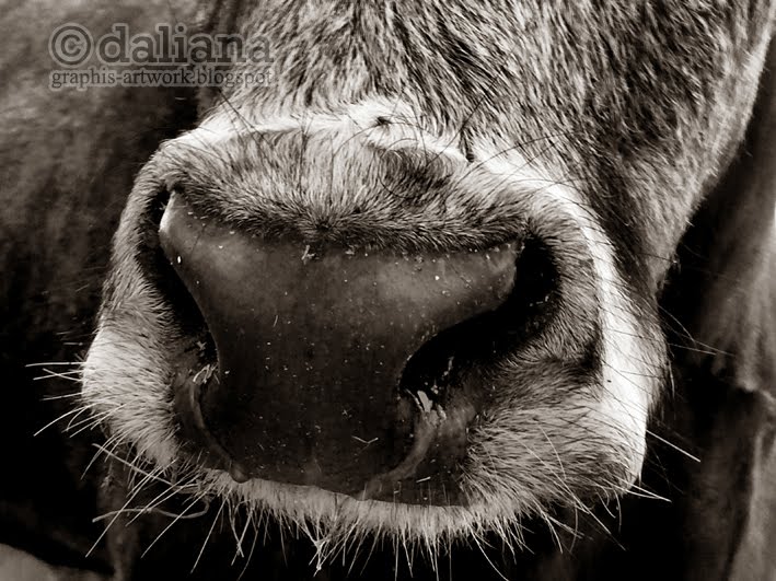 Photographis: July 2010