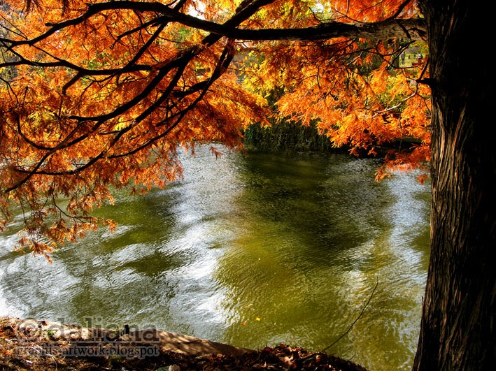 Photographis: Forever Autumn - Photography