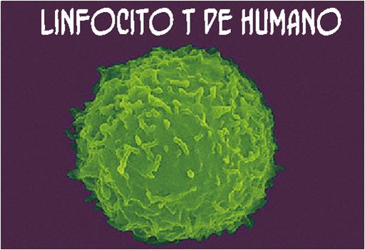 TiMo: Linfopoyesis. Linfocitos T: