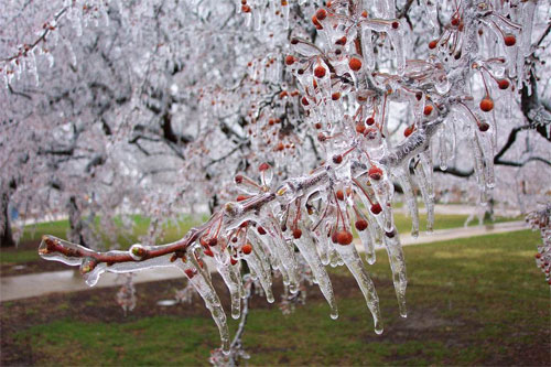 Cherry Tree: Frozen Cherry Trees