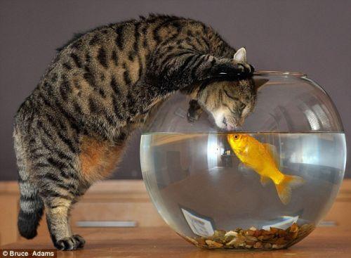 Le chat et le poisson; la rancune éternelle est une caractéristique ...