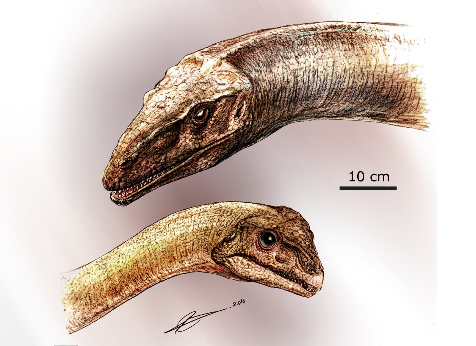 GONDWANA EXOTICA: Prosauropoda de la rioja