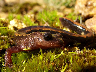 Salamandra-lusitânica | Diversidade da Natureza