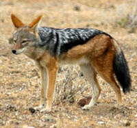 Dog Star: Dog and jackal hybrids are perfect sniffer ’dogs’