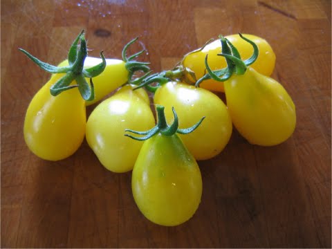 Blue Ribbon Recipes ~ Vine-Ripe Golden Tomato Marmalade ~ Faithfulness Farm