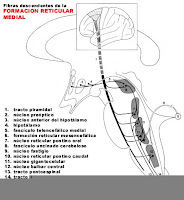 Psicofisiologia II UVG: "Neocórtex" por: fabiolahs
