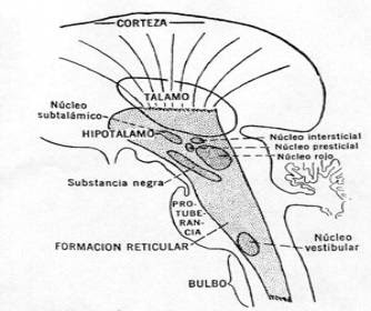 Psicofisiologia II UVG: Formación Reticular