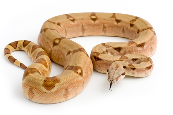 Gambar Foto Hewan: gambar hewan ular boa