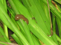 sITE oF FiSheriEs: Leeches(more Fact)