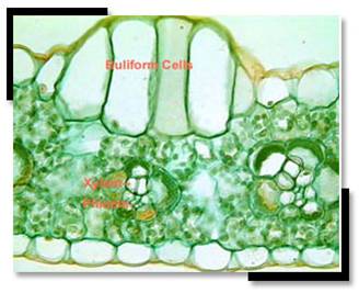 สวัสดีชาววิทย์: เซลล์บัลลิฟอร์ม bulliform cell