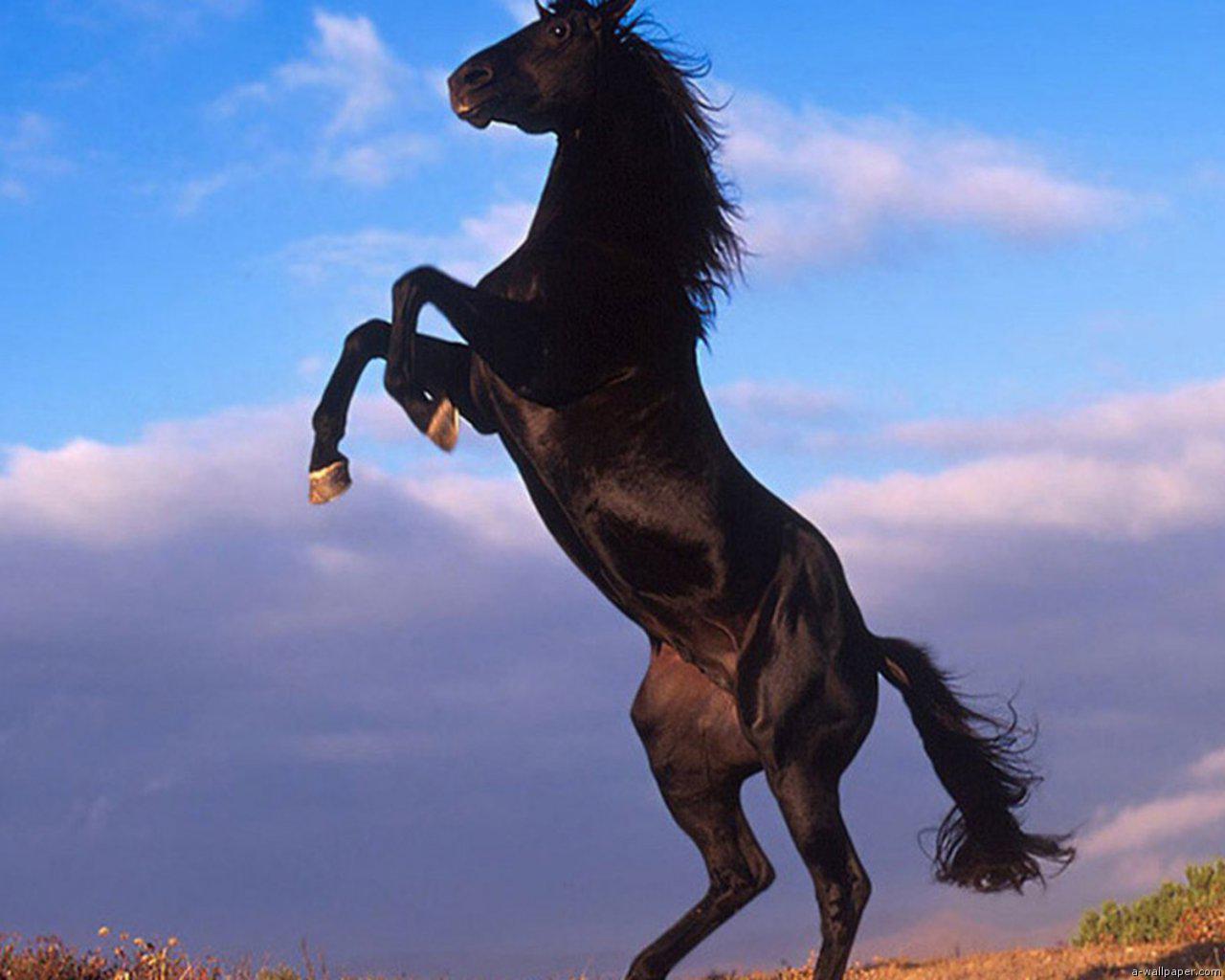 In the forest near the border.