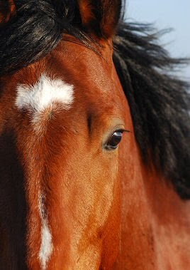 El racó de l'Hípica.: Evolució de la raça equina