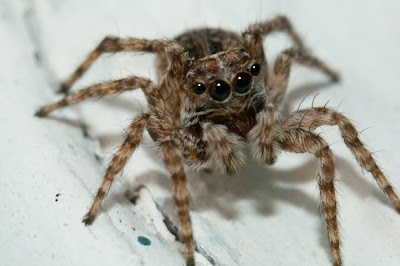 Harvey's Spiders n Stuff: Asian Jumping Spider - Sitticus fasciger