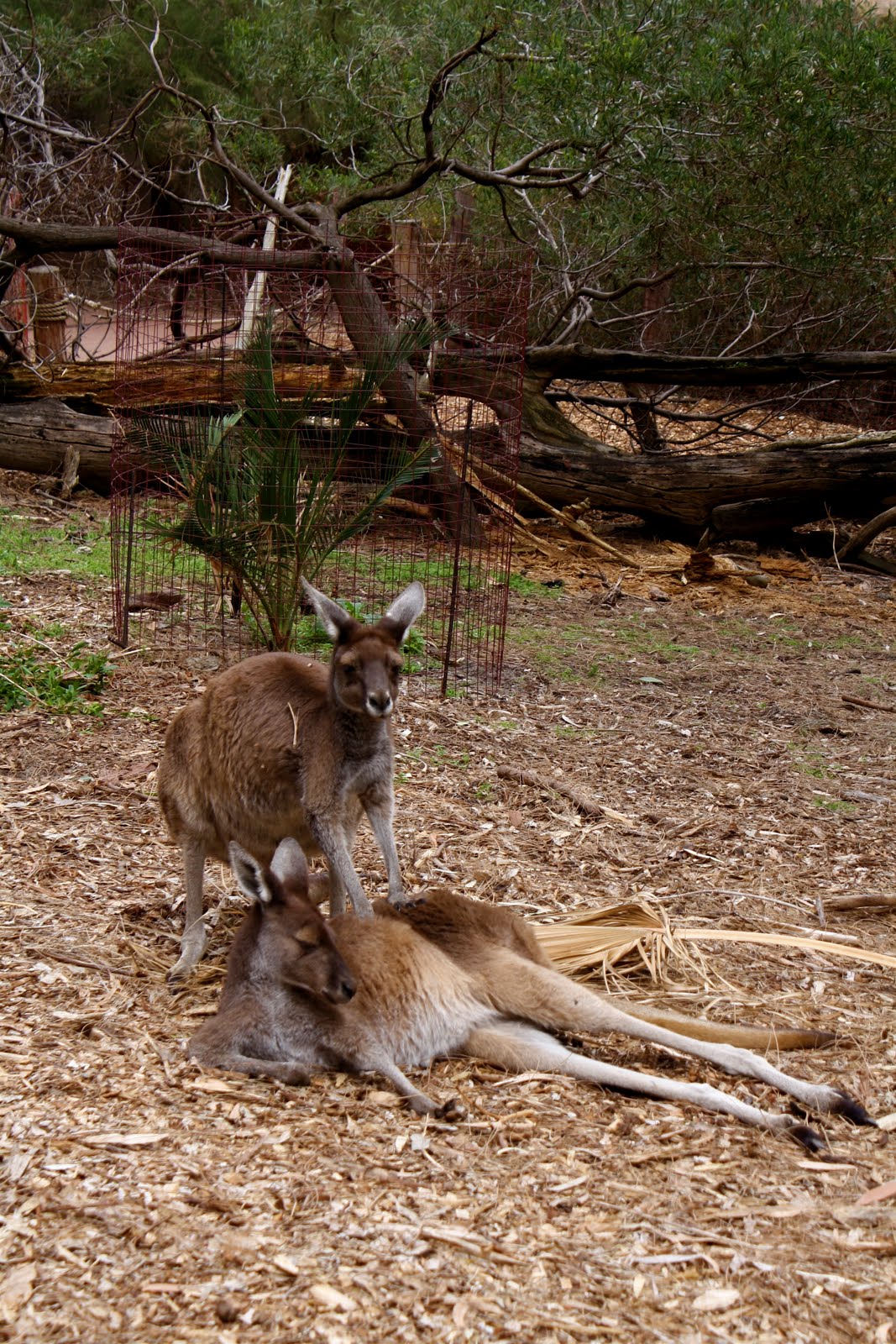 Down Under: 3 Months in Australia: Perth Zoo