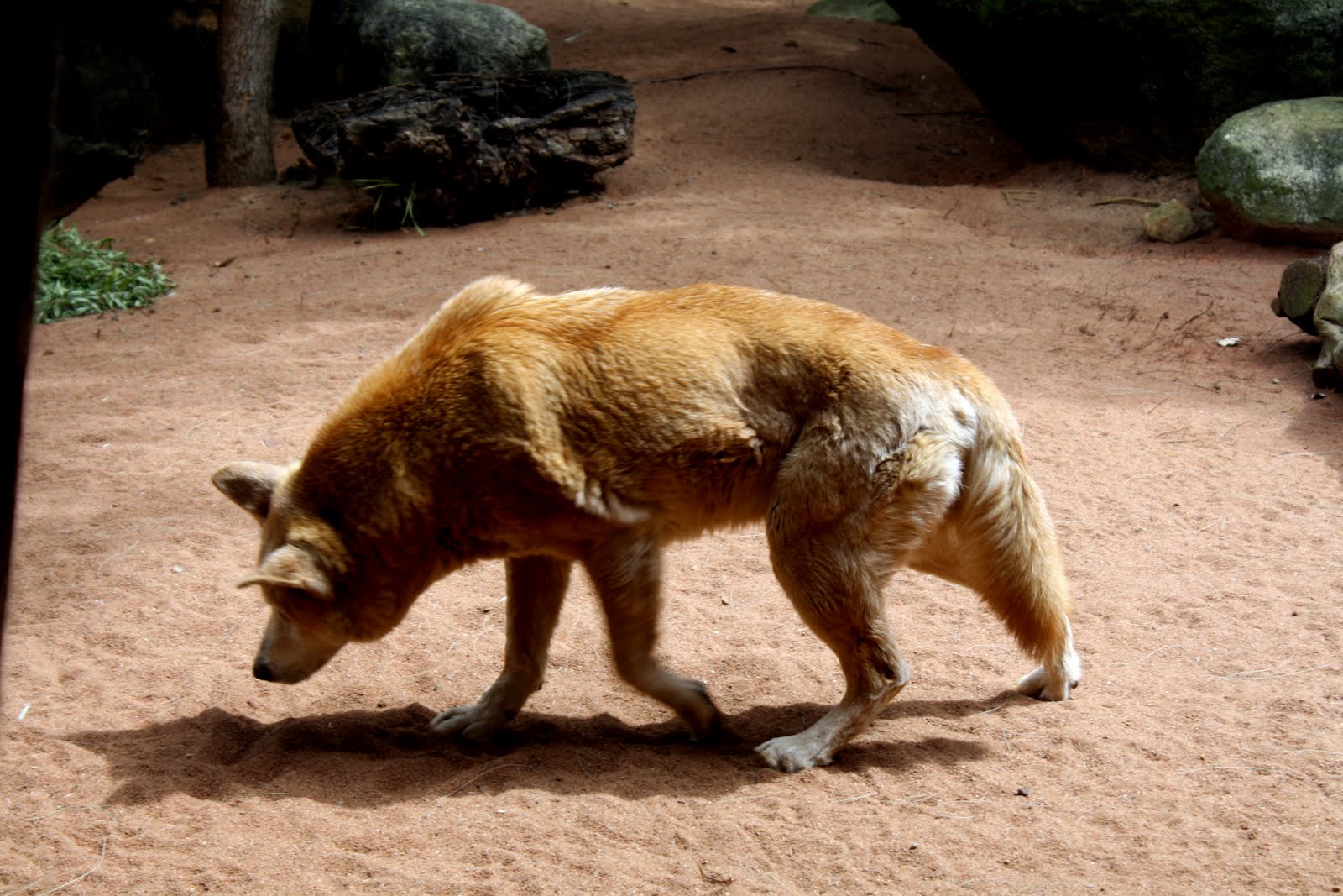Down Under: 3 Months in Australia: Perth Zoo