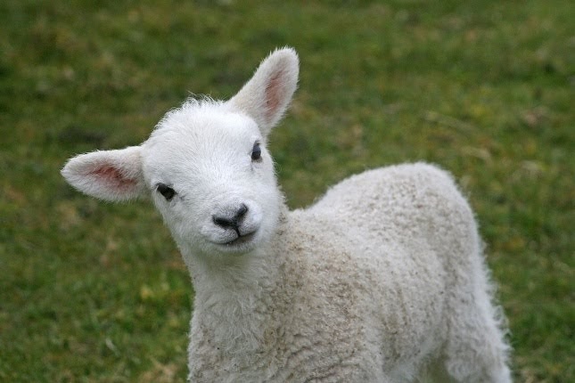 bricolage: Two Shakes of a Lamb's Tail