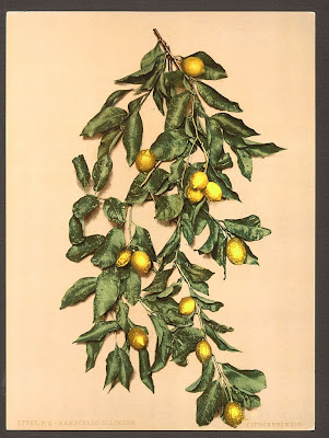 Giulia Geranium: GG & Suzy & Limoncello