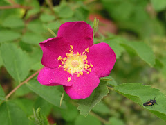 Montana Wildlife Gardener: Gardening for Wildlife in Montana Outdoors ...