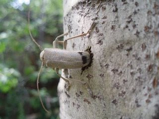 Montana Wildlife Gardener: Ecology of Quaking Aspen in our Yard
